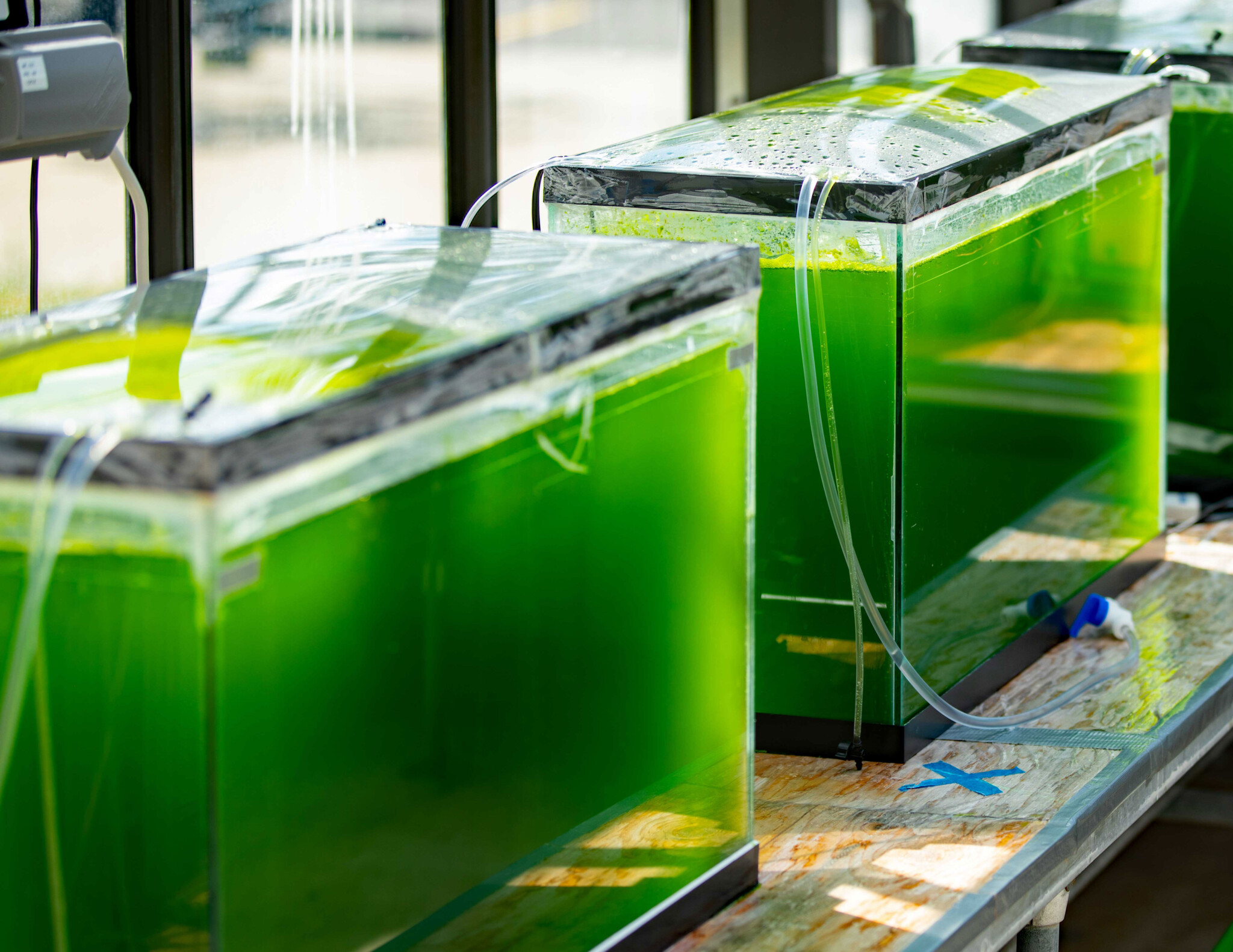 National Carbon Capture Center completes first algae conversion tests National Carbon Capture Center completes first algae conversion tests